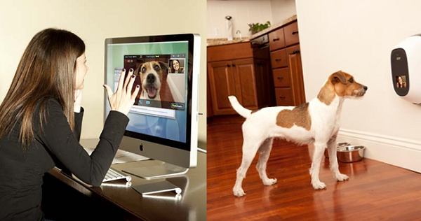 10 Ways to Keep Your Pets Safe When You’re Not at Home - Reolink Blog